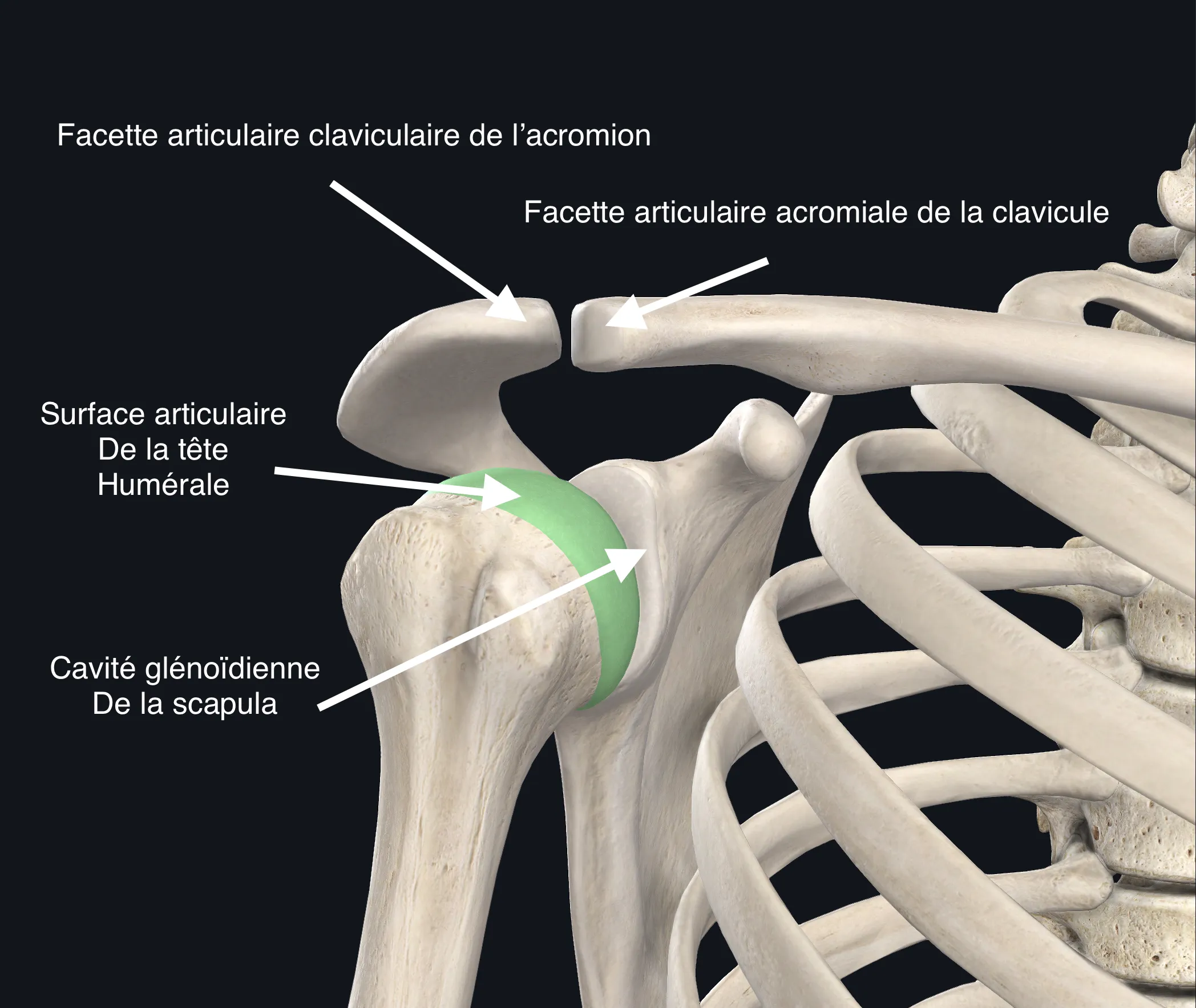 anatomie de l'épaule chirurgicale